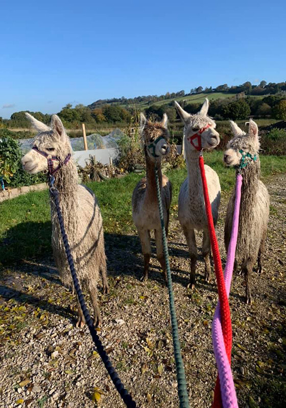 Peak District Fun Activity | Alpaca Trekking | HDK | HDK